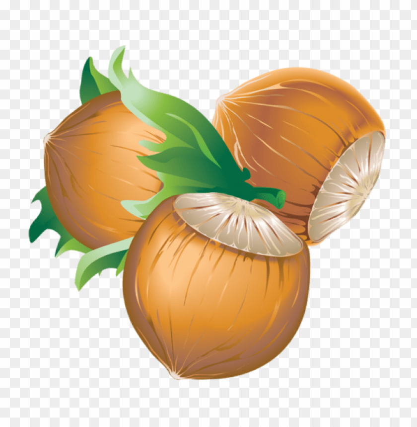 Free download | HD PNG hazelnuts with shell png png images background ...