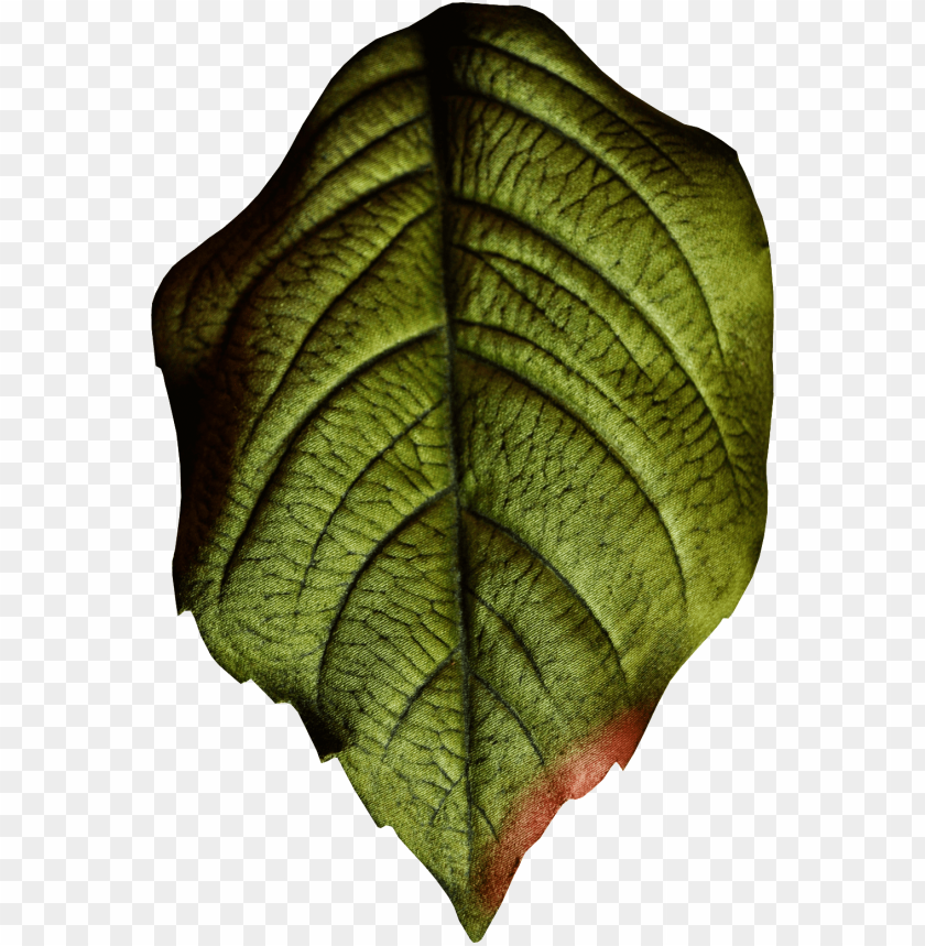 Free download | HD PNG tree leave PNG transparent with Clear Background ...