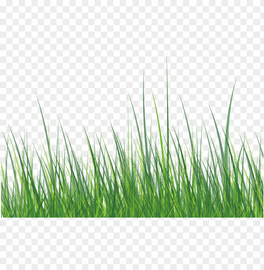 Free download | HD PNG green grass PNG transparent with Clear ...