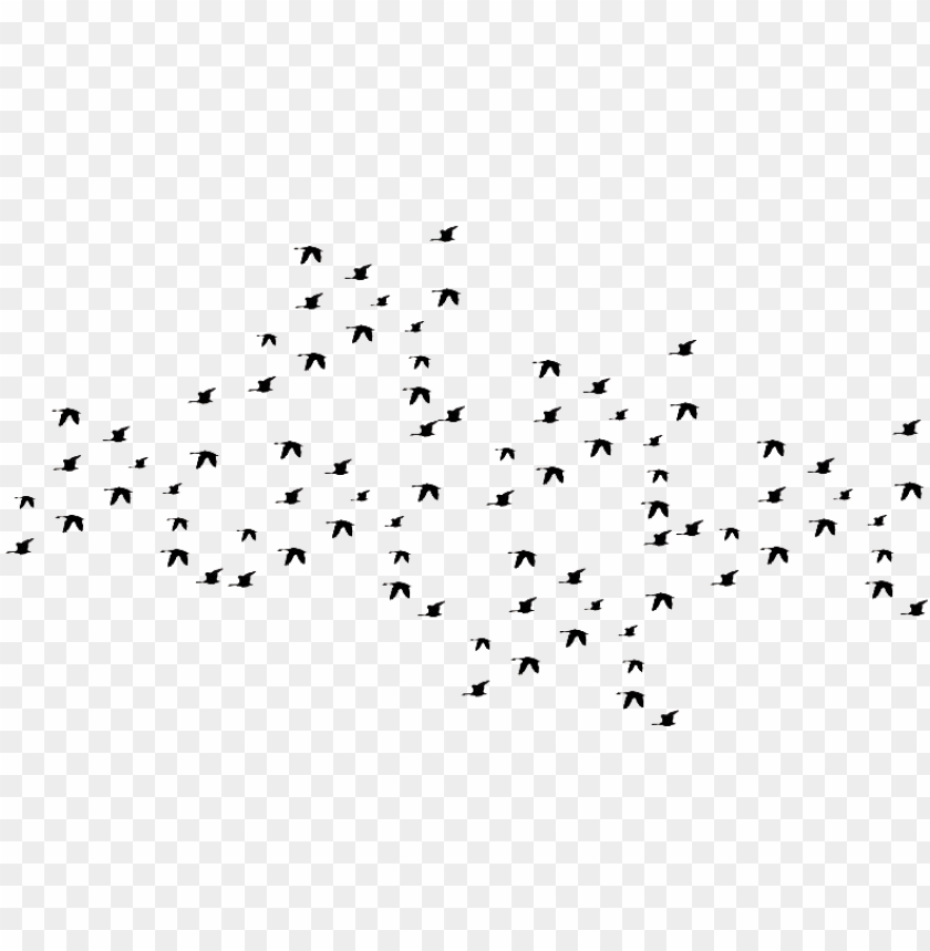Free download | HD PNG a flock of black birds PNG transparent with ...