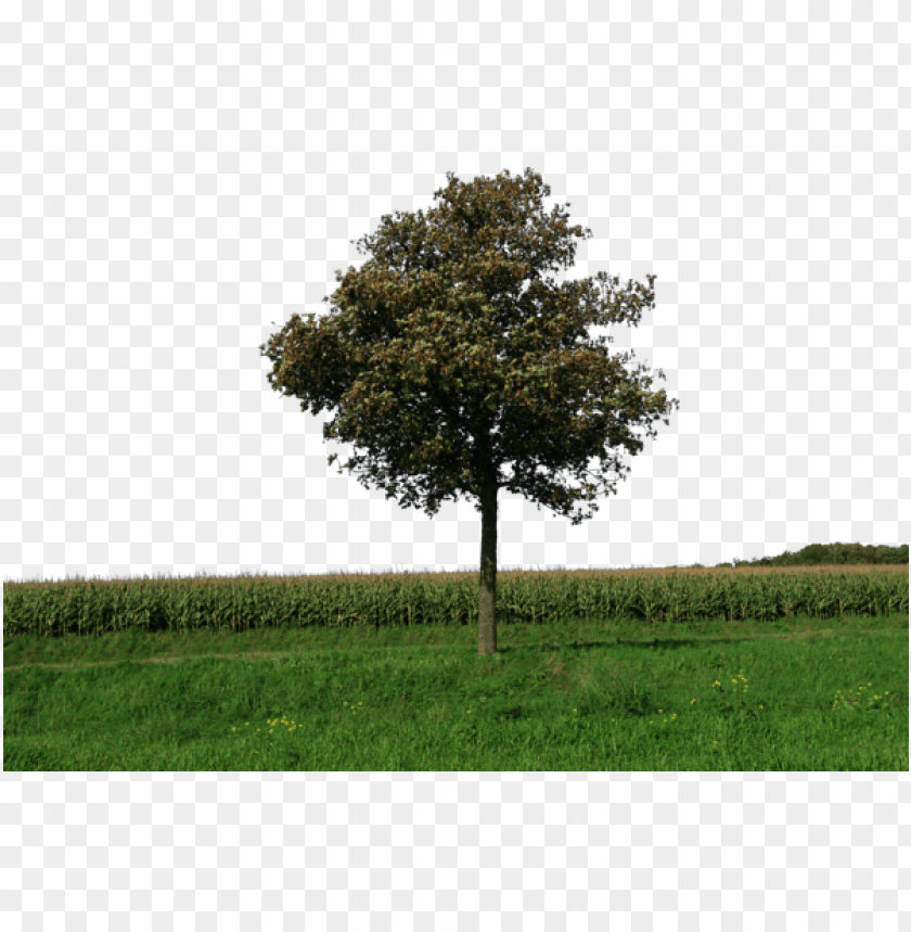 Free download | HD PNG 1 kb bank tree with grass PNG transparent with ...