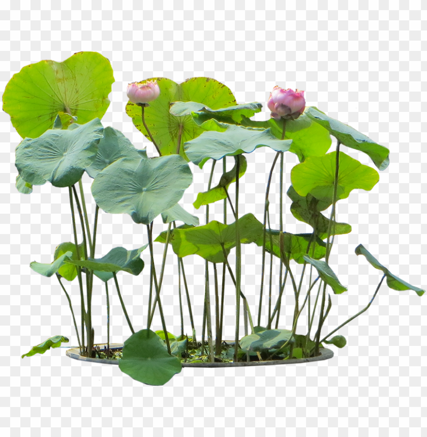 Free download | HD PNG 10 free plants amp water plant cut out PNG ...
