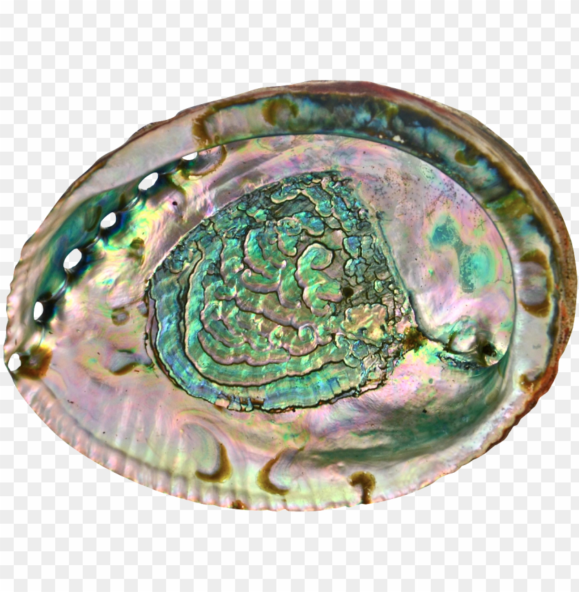 Free download | HD PNG 1336 x 986 4 transparent abalone shell PNG ...