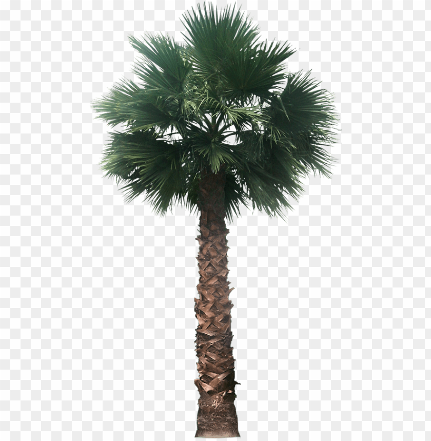 Free download | HD PNG 20 free tree png images desert palm tree PNG ...