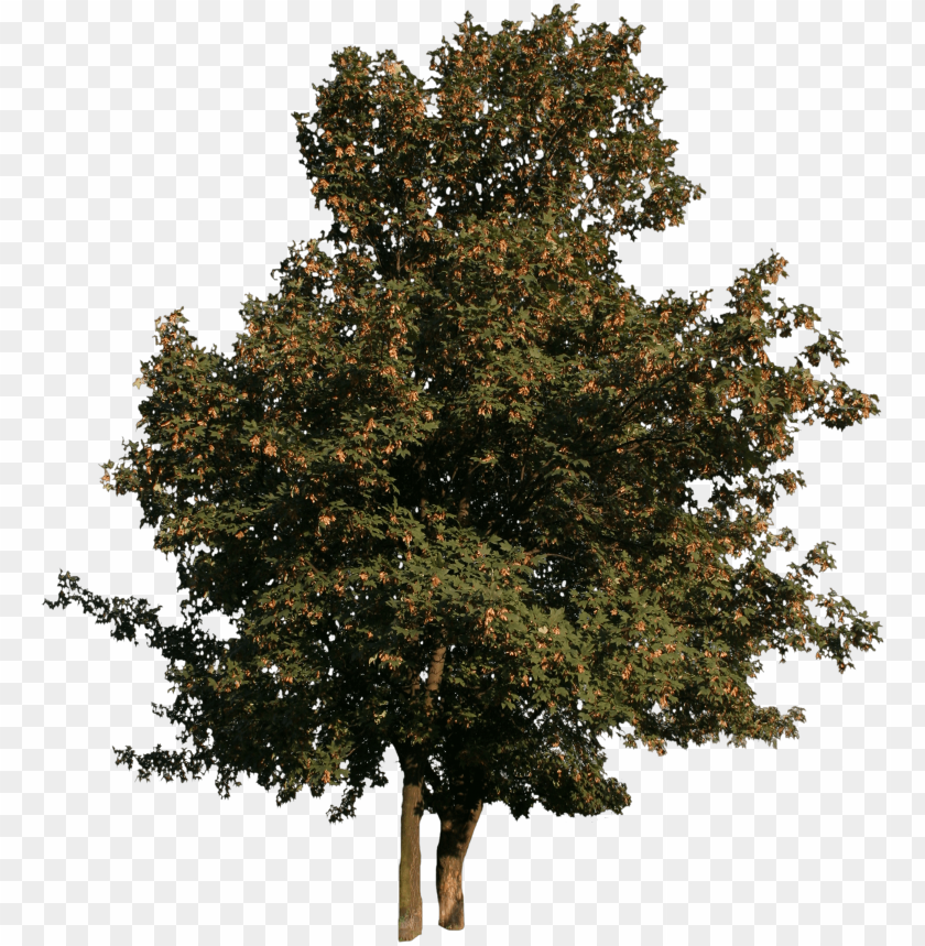 Free download | HD PNG 2d trees tree cut out PNG transparent with Clear ...