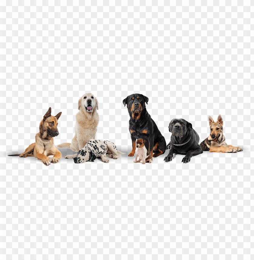 Free download | HD PNG 3 group of dogs transparent background PNG ...
