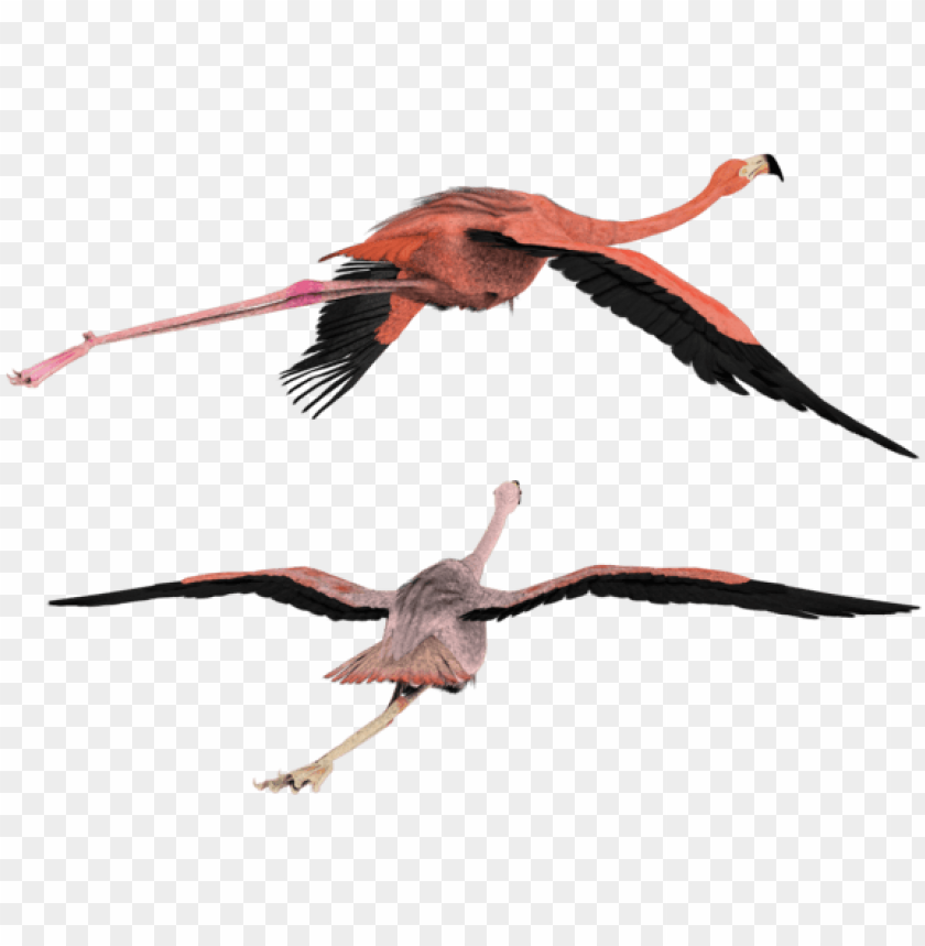 Free download | HD PNG flying flamingo illustration PNG transparent ...