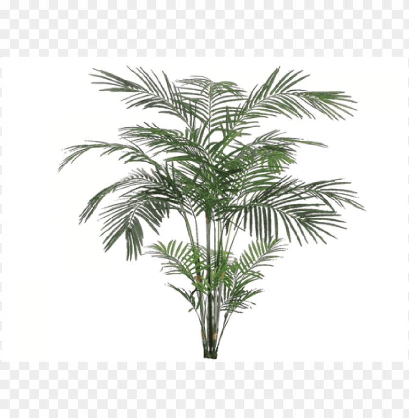 Areca Tree cutout PNG & clipart images | TOPpng