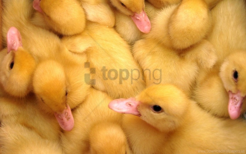 Free download | HD PNG a lot of birds ducks wallpaper background best ...