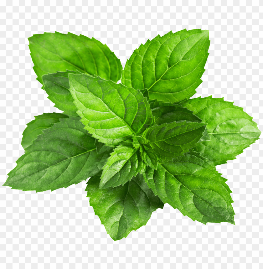 Free download | HD PNG a mint leaf transparent plant vector mint png ...