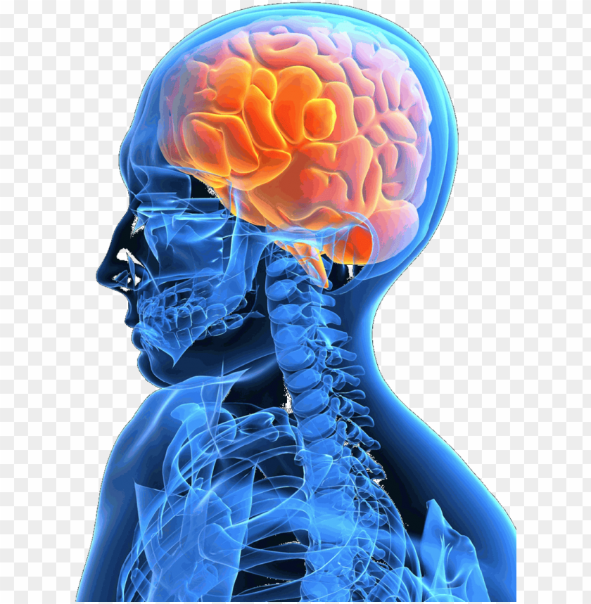 Free download | HD PNG about acquired brain injury brain in skull PNG ...