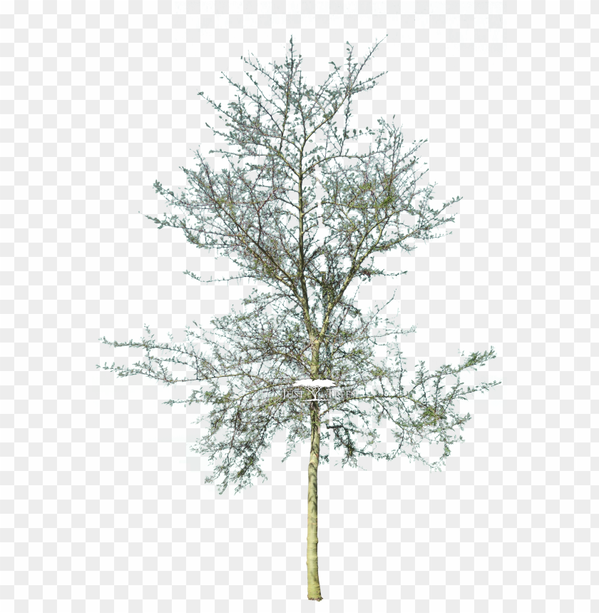 Free download | HD PNG acacia xanthophloea cad tree PNG transparent ...