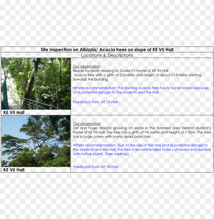 Free download | HD PNG acasia tree botanical name PNG transparent with ...