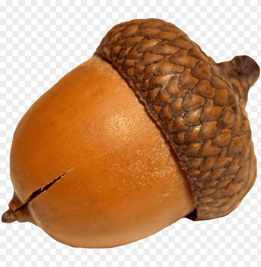 Free download | HD PNG PNG image of acorn with a clear background ...
