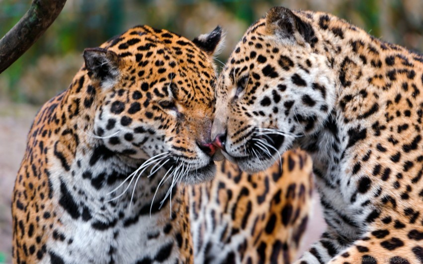Free download | HD PNG affection care couple jaguars predators ...