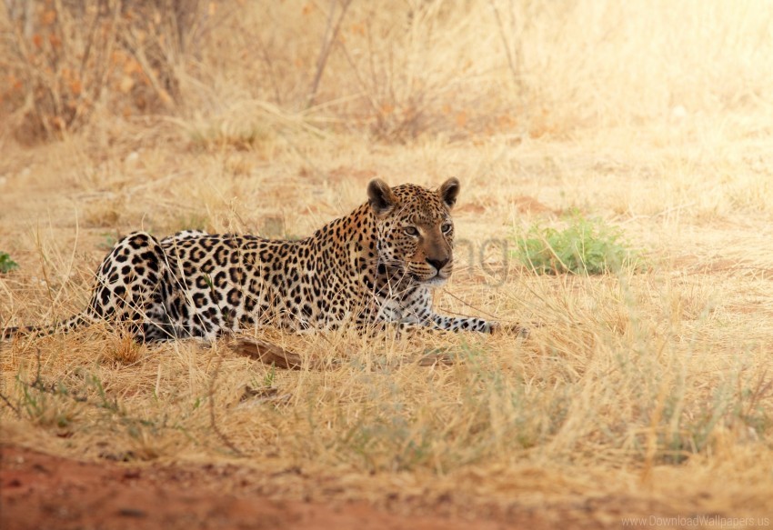 Free download | HD PNG africa grass leopard rest wallpaper background ...
