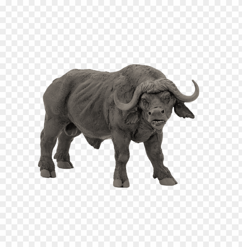 Free download | HD PNG african buffalo | TOPpng