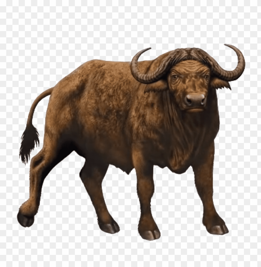 Free download | HD PNG african buffalo free desktop | TOPpng