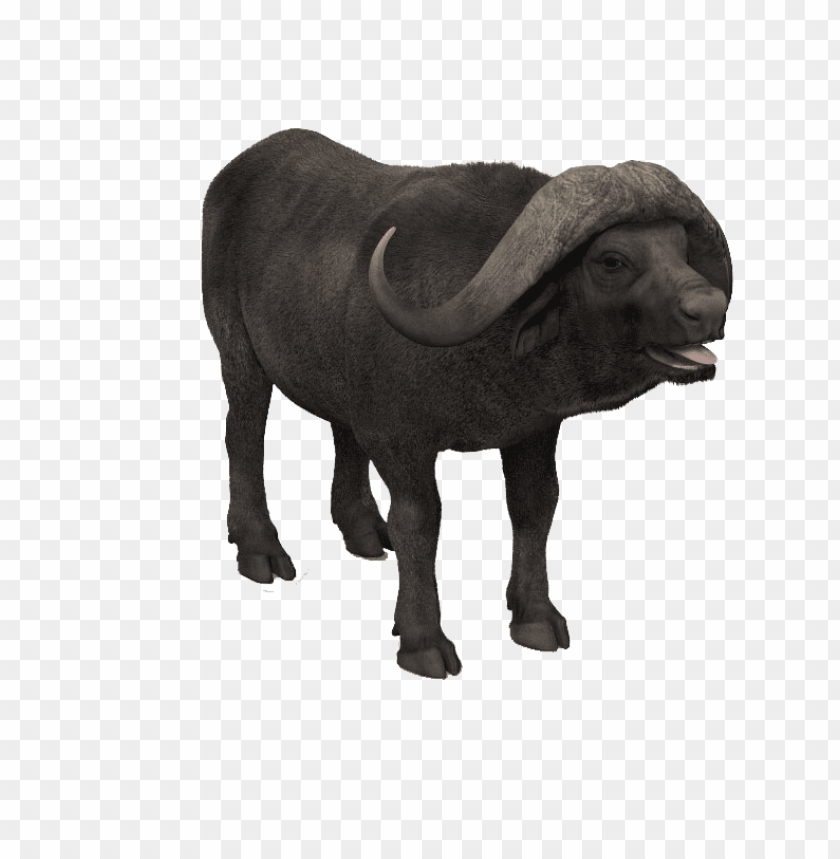Free download | HD PNG african buffalo photo | TOPpng