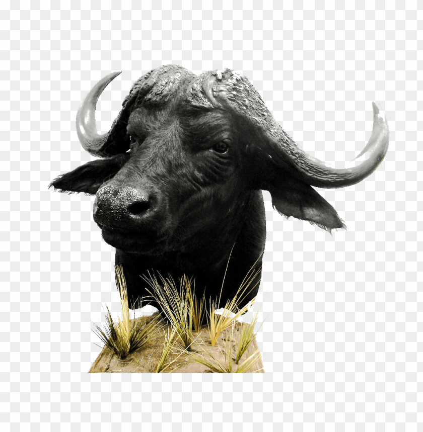 Free download | HD PNG african buffalo png | TOPpng