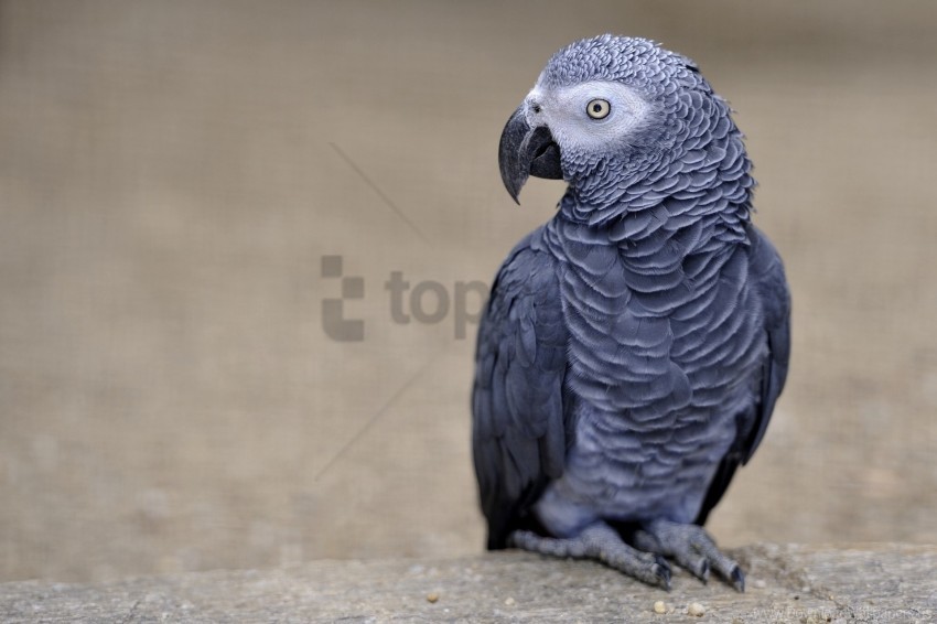 Free download | HD PNG african grey parrot bird color parrot wallpaper ...