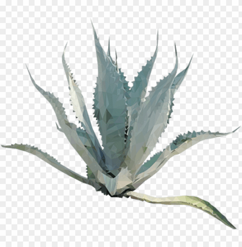 Free download | HD PNG agave plant png picture library download agave ...