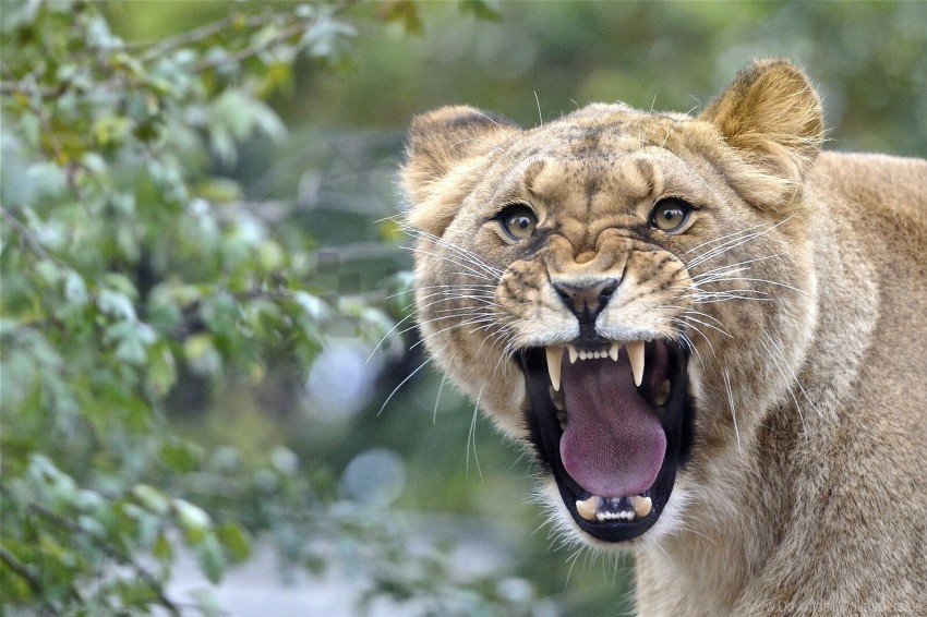 Free download | HD PNG aggression anger face lion teeth wallpaper ...