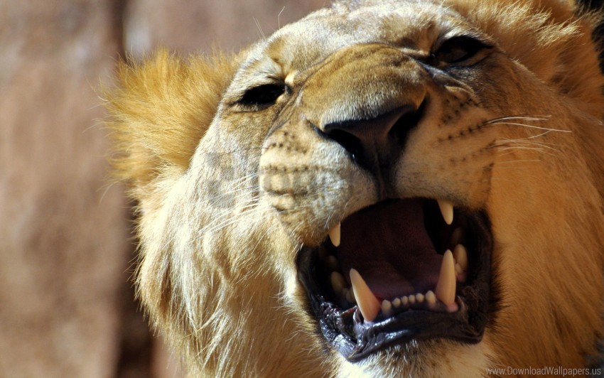 Free download | HD PNG aggression anger face lion teeth wallpaper ...