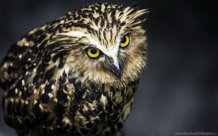 Free download | HD PNG aggression bird feathers owl predator wallpaper ...