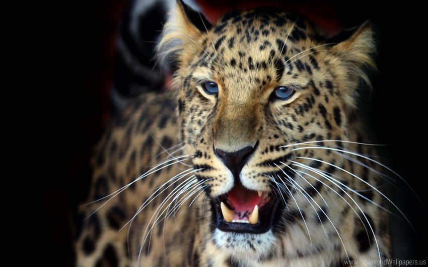 Free download | HD PNG aggression face leopard look predator wallpaper ...