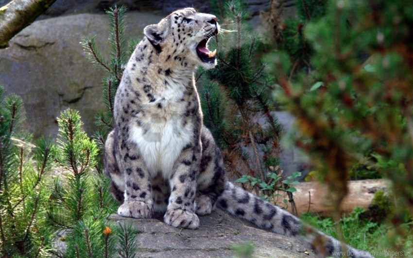 Free download | HD PNG aggression predator screaming snow leopard ...