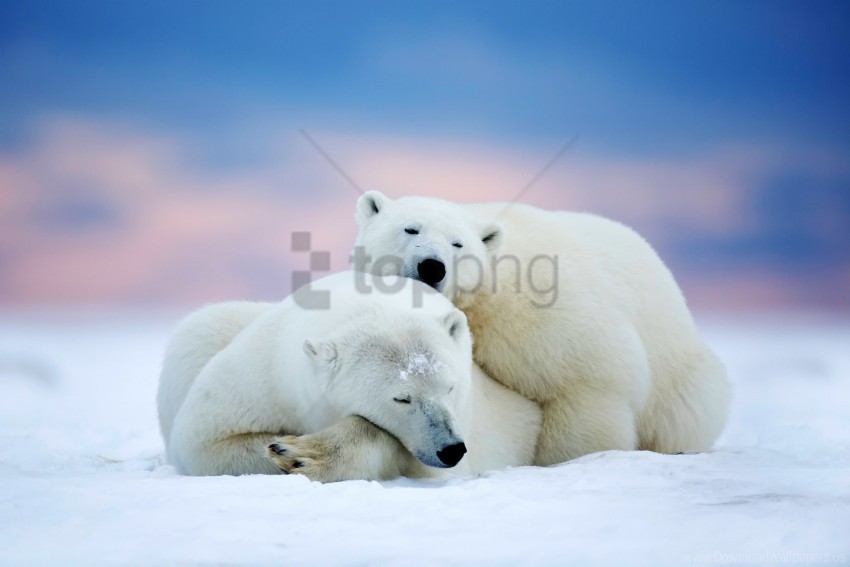 Cuddli PNG & clipart images | TOPpng