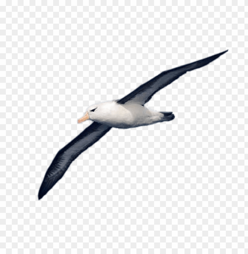 Free download | HD PNG albatross | TOPpng