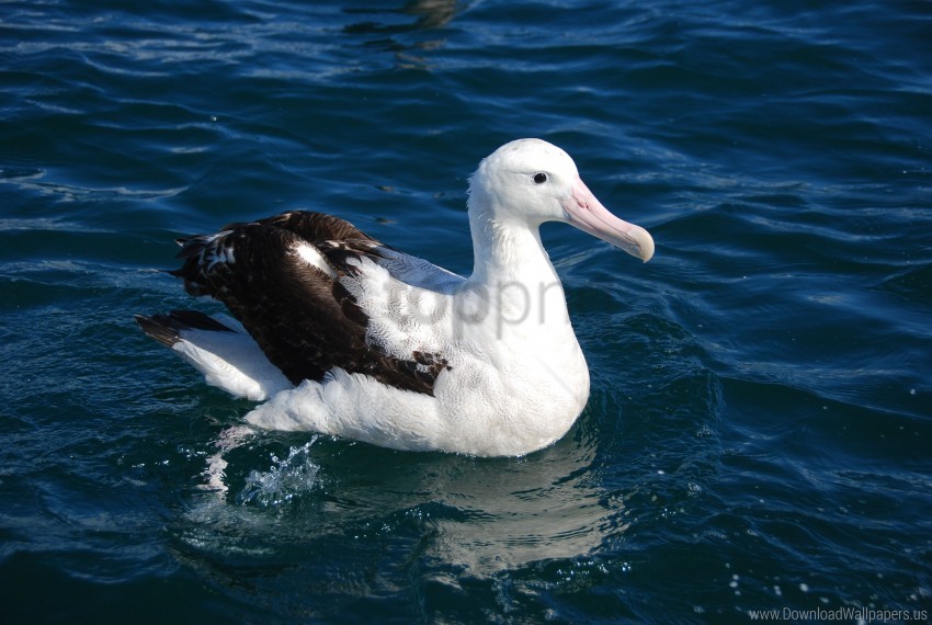 Free download | HD PNG albatross bird feathers sit wallpaper background ...