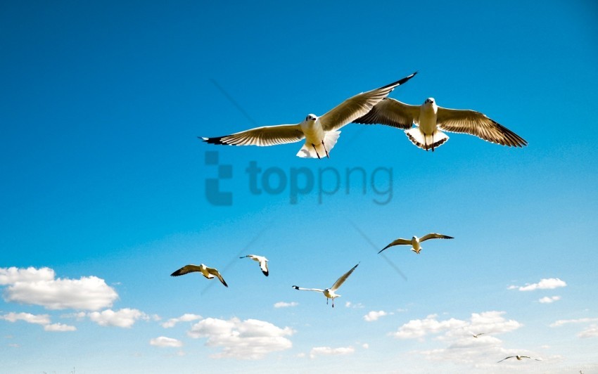 Free download | HD PNG albatross birds flying scale sea gulls sky wings ...