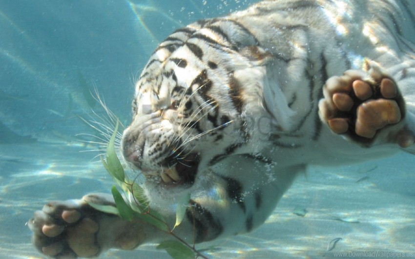 Free download | HD PNG albino big cat evil face grin predator tiger ...