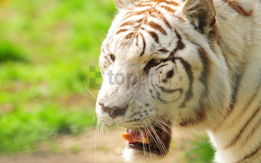 Free download | HD PNG albino face teeth tiger wallpaper background ...