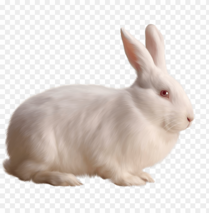 Free download | HD PNG white rabbit sitting png | TOPpng
