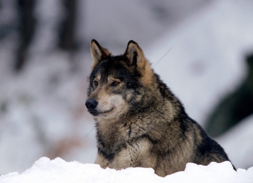 Free download | HD PNG alertness eyes predator snow wolf wallpaper ...