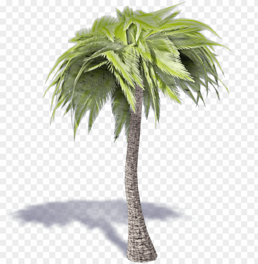 Free download | HD PNG alm tree 3d PNG transparent with Clear ...