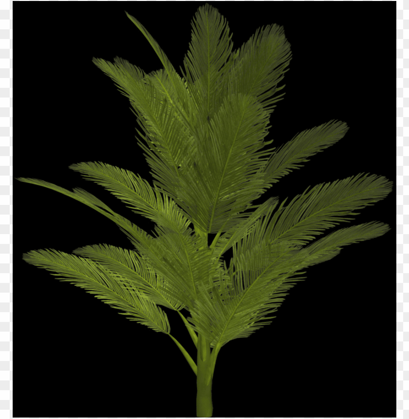 Free download | HD PNG alm tree free pngs tree PNG transparent with ...