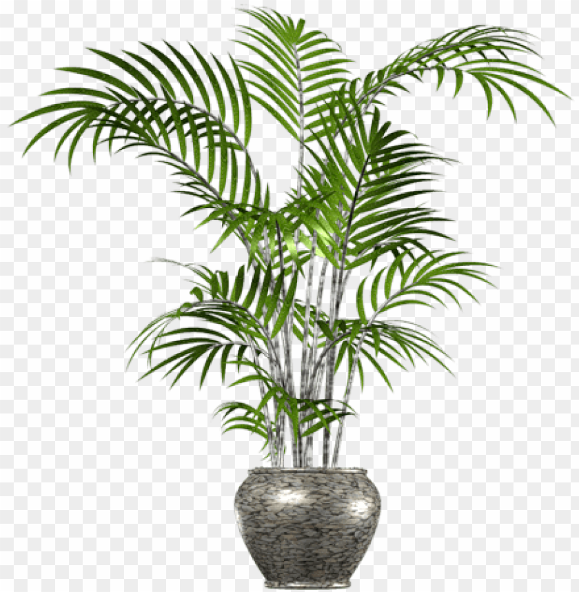 Free download | HD PNG alm tree png in pot palm tree in pot PNG ...