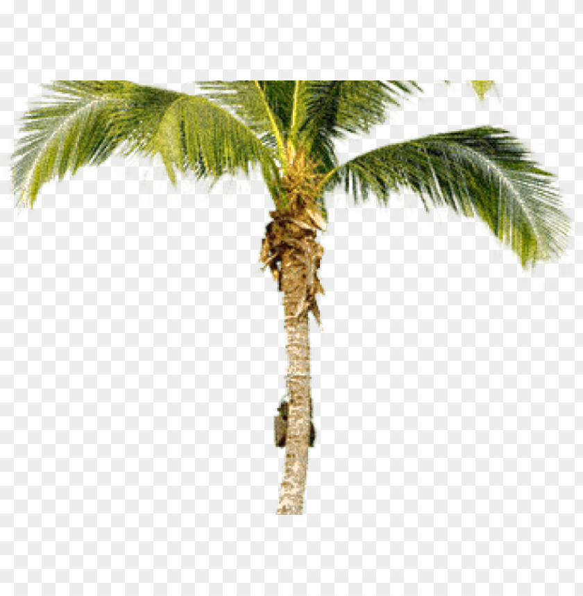 Free download | HD PNG alm tree png transparent images real palm tree PNG transparent with Clear ...