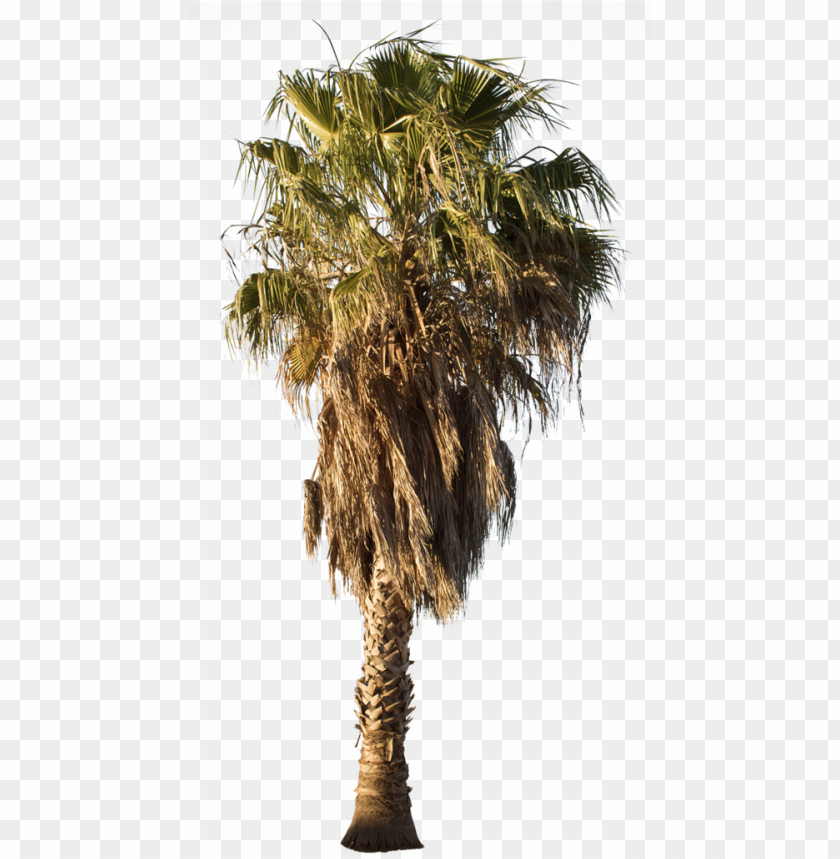 Free download | HD PNG alm tree png washingtonia palm palm trees ...