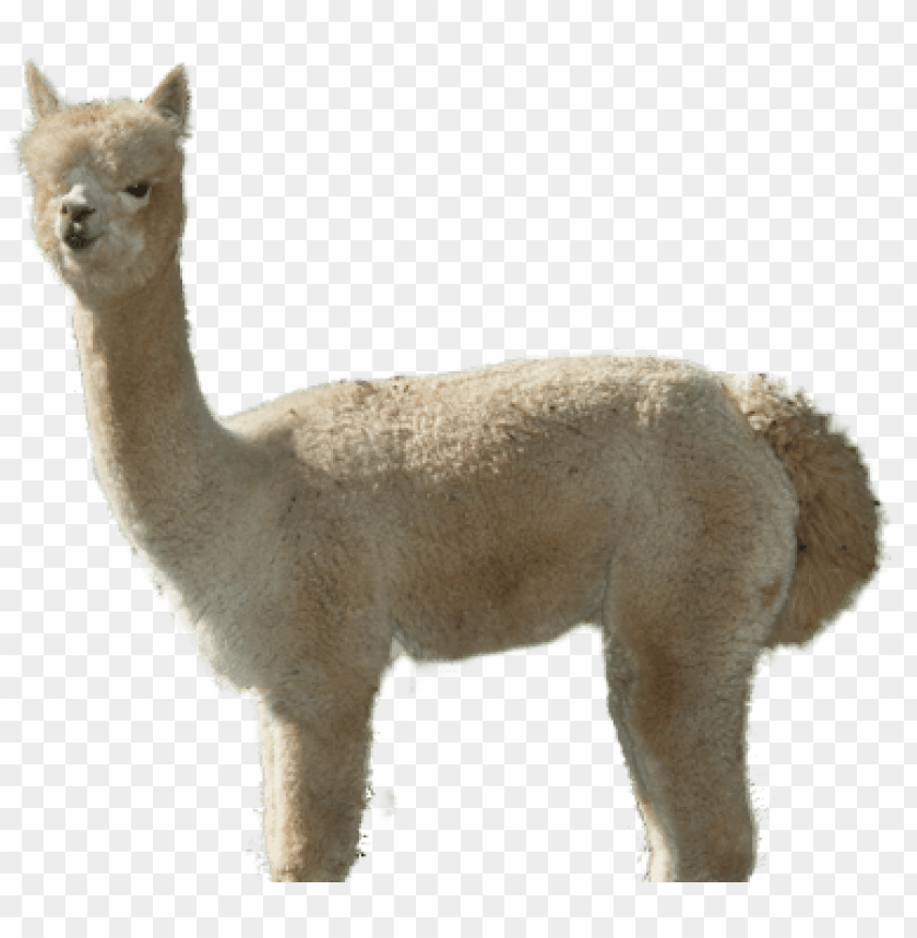 Free download | HD PNG alpaka PNG transparent with Clear Background ID ...