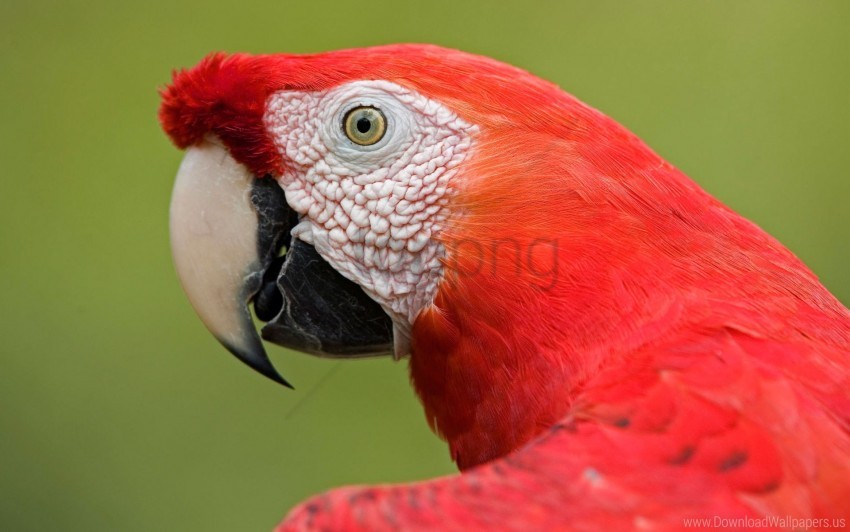 Free download | HD PNG amazon macaw portrait scarlet wallpaper ...