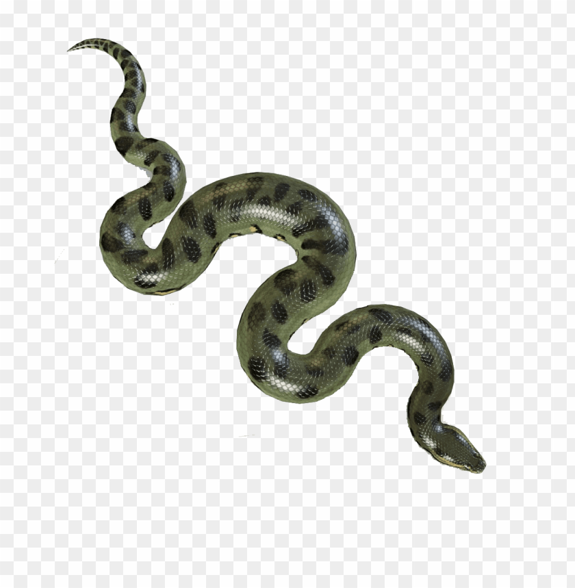 Free download | HD PNG anaconda | TOPpng