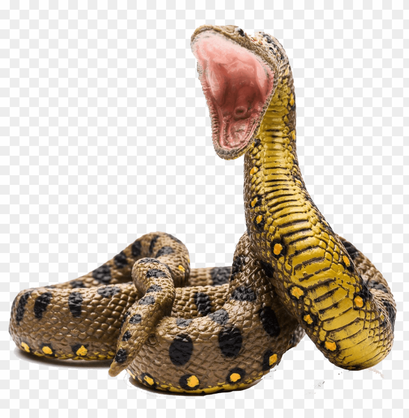 Download anaconda png - Free PNG Images | TOPpng