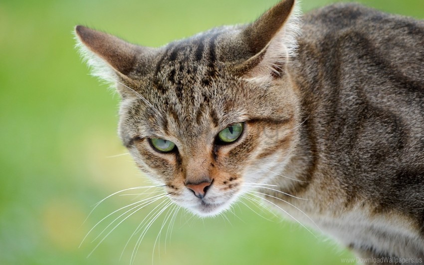 Free download | HD PNG anger background cat face wallpaper background ...