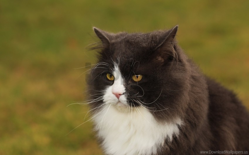 Free download | HD PNG anger cat face fat fluffy unhappy view wallpaper ...